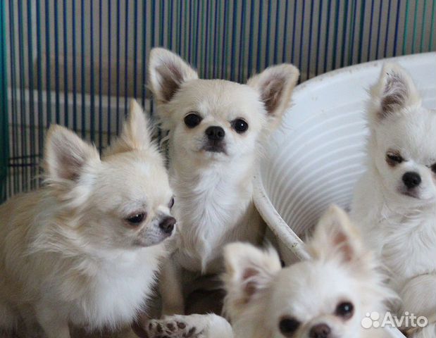 Мальчик чихуахуа светлого окраса