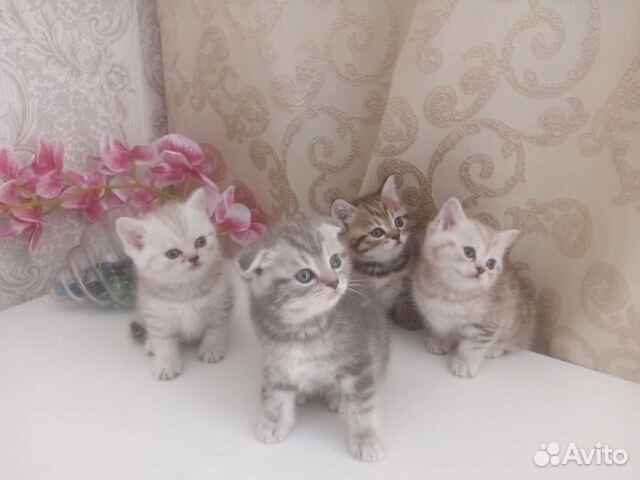 Чистокровные шотландские вислоухие котята