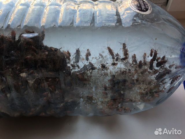 Тараканы кормовые