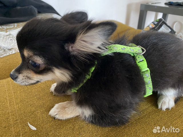 Чихуахуа длинношёрстный