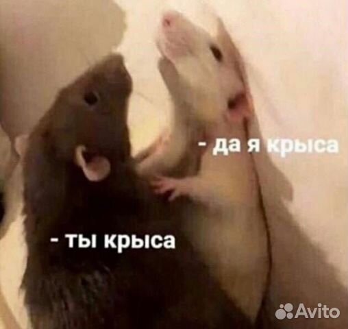 Крыса даром