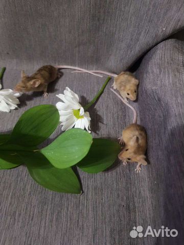 Декоративные мышки