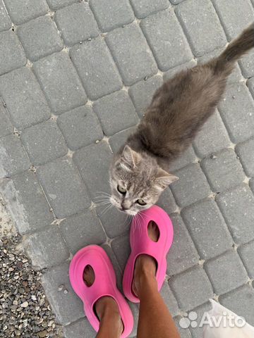 Котик