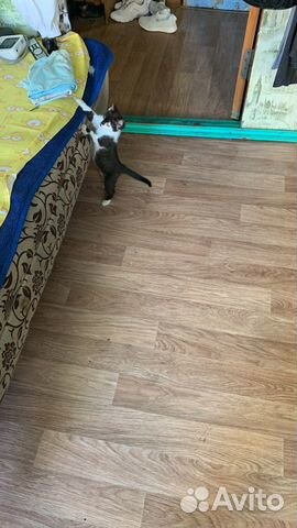 Котята в добрые руки бесплатно