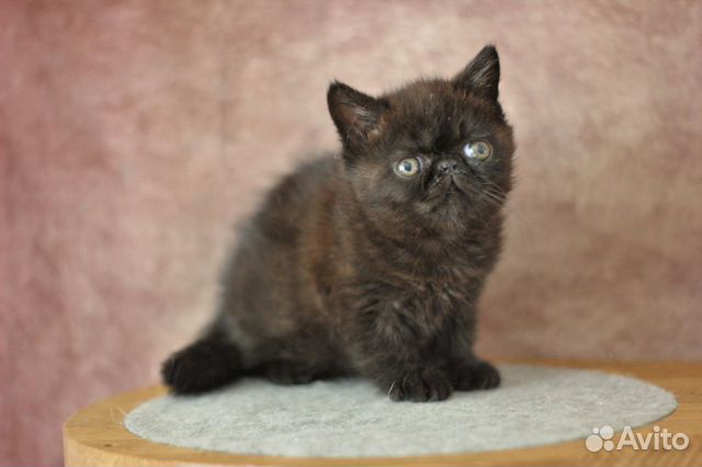 Черная девочка экзотка