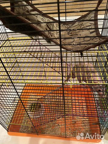 Крыса сфинкс