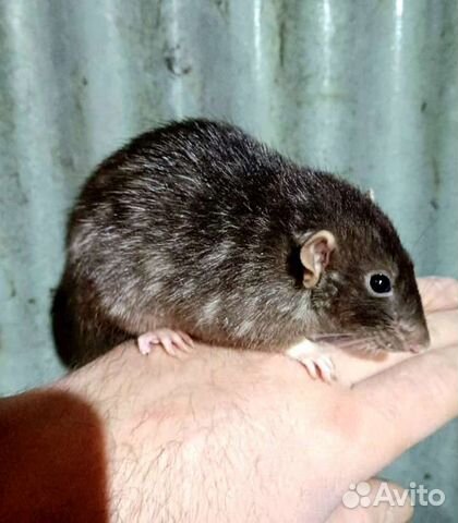 Крыса снежинка, сноуфлекc, snowflake