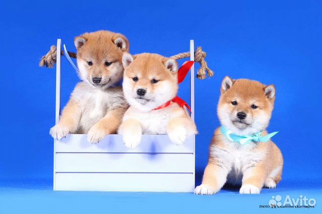 Рыжие ребята сибята