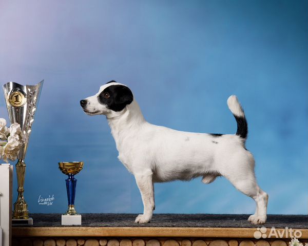 Джек рассел терьер.Вязка. Бело-черный кобель