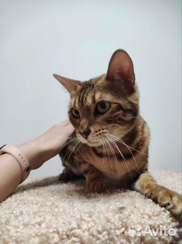 Бенгальская кошечка, 3 года