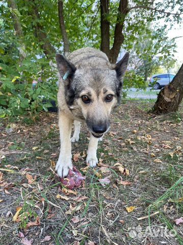 Собака Плюшка, на усыпление