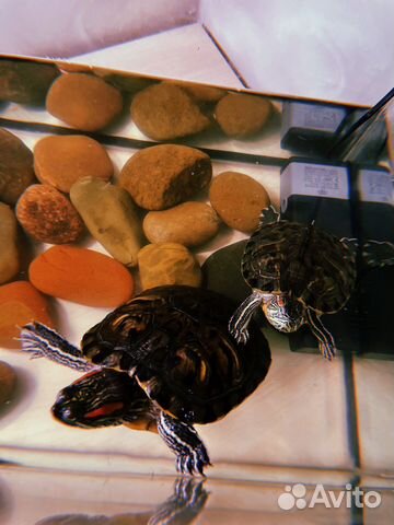 Красноухая черепаха