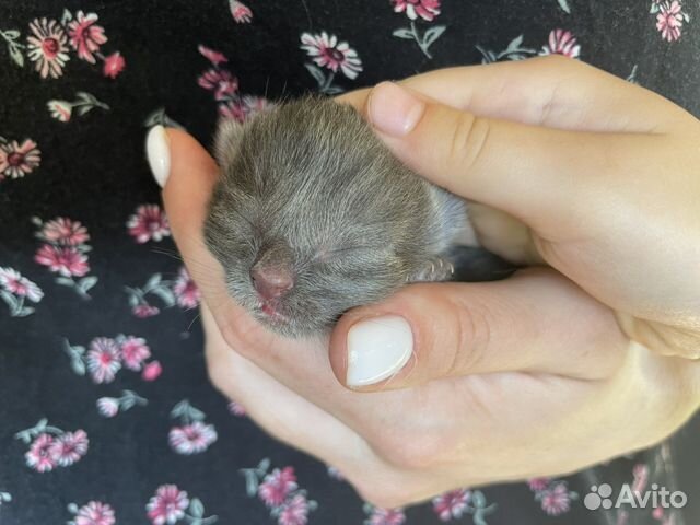 Котята шоколадный британец