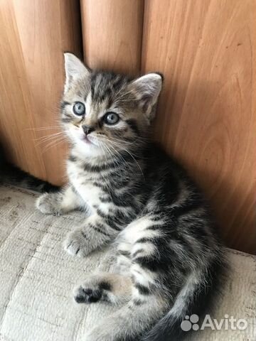 Шотландские котята