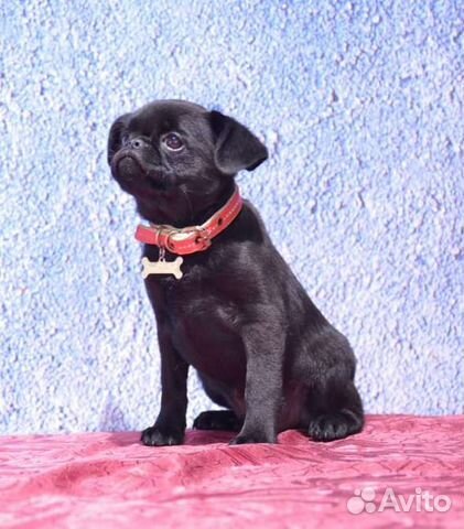 Щенок пти брабансона