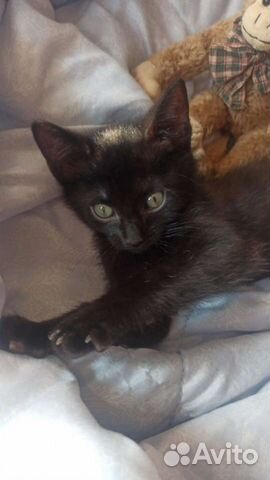 Котенок мальчик