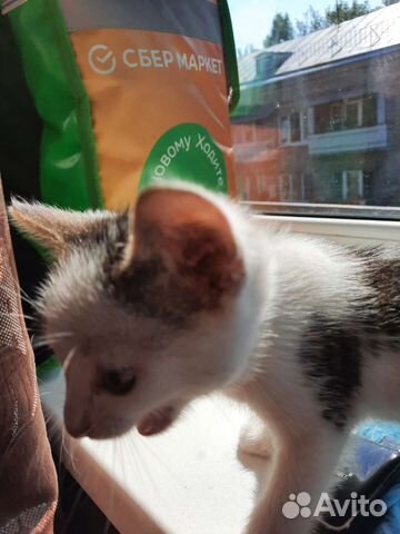 Отдам котенка нашли на трассе