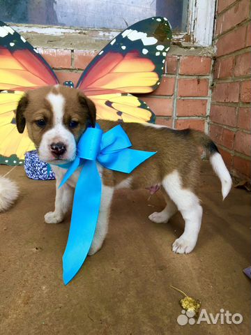 Джек рассел