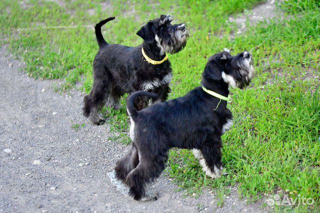 Цвергшнауцер черный с серебром щенки