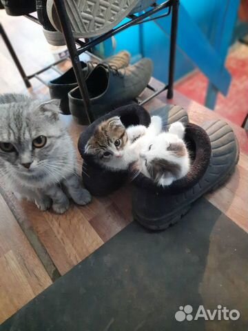 Отдам котчь в добрые руки