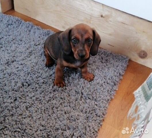 Щенок mini такса