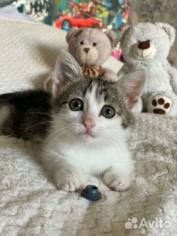 Сладкий носик