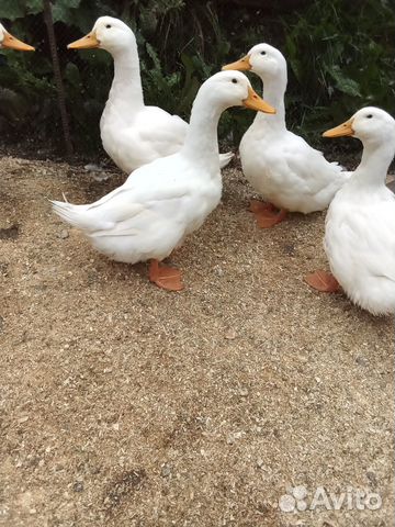 Пекинская утка