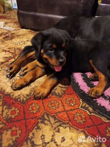 Щенки ротвейлера