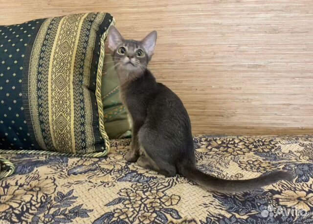 Абиссинский голубчик