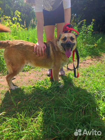 Спасите меня из приюта