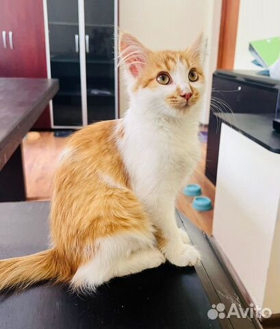 Котёнок Виски ищет свой дом
