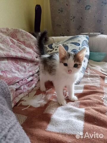 Котенок в добрые руки