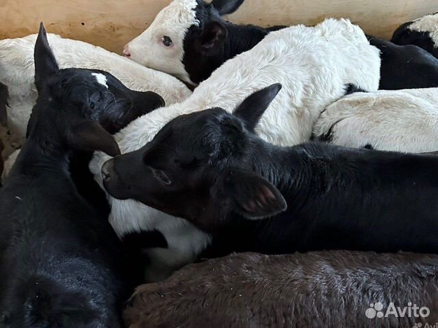 Бычки телята