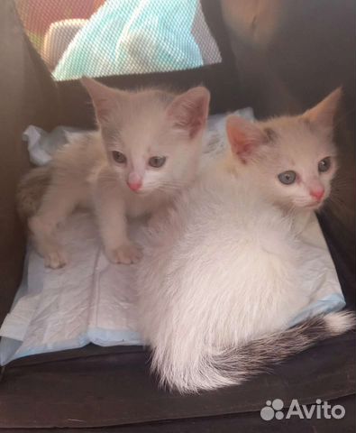Белые голубоглазые котята