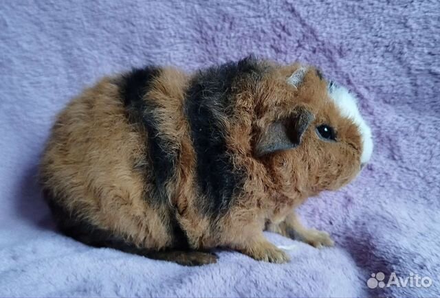 Мальчик американский тедди