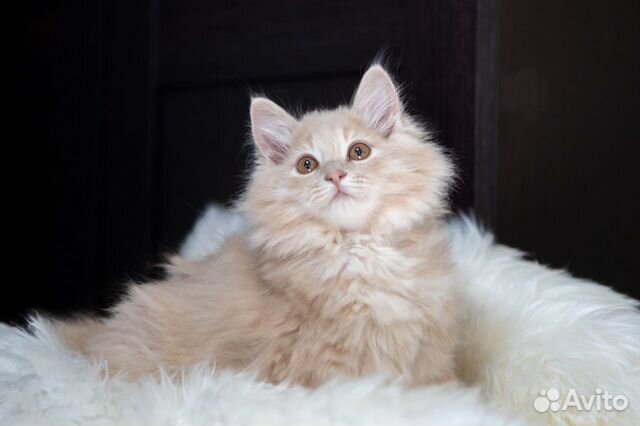 Шикарный котенок курильского бобтейла