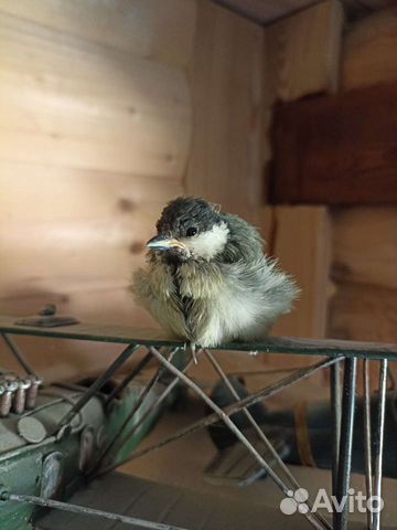 Отдам Синицу