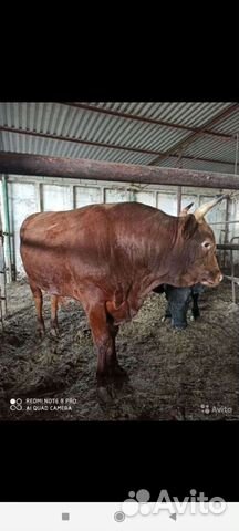 Бычки