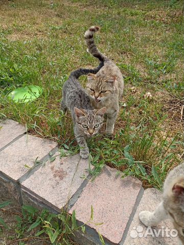 Коты мышеловы