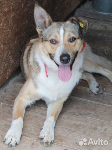 Мальчик Рыжик в дар