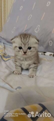 Шотландские вислоухие котята