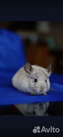 Шиншилла Белый вильсон