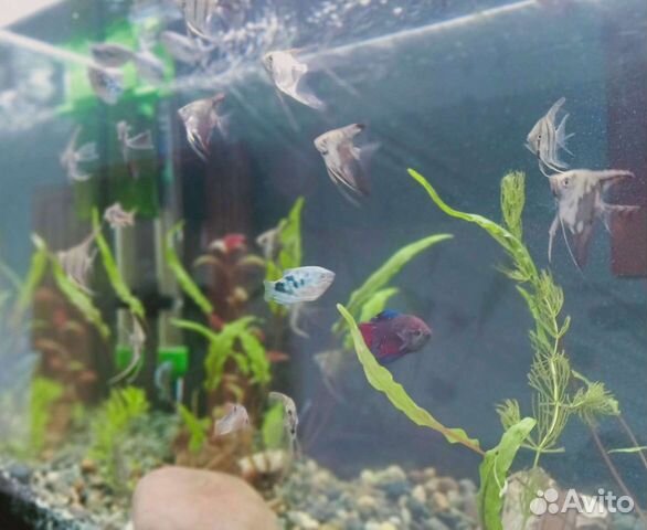 Аквариумные рыбки