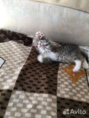 Котята в дар 1р