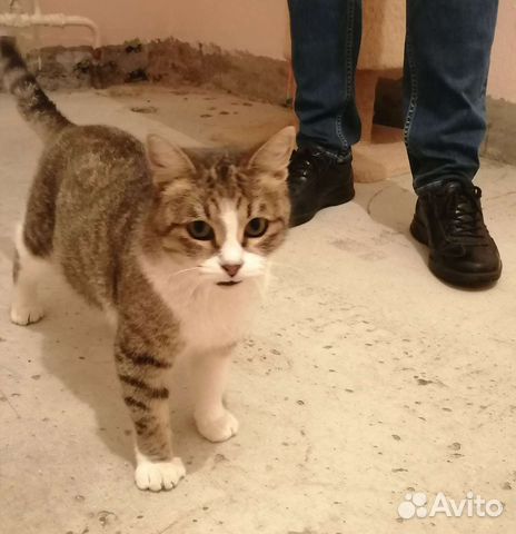 Стерилизованная кошечка Ксюша в добрые руки