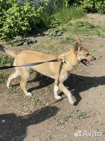 Эльза щенок ищет дом