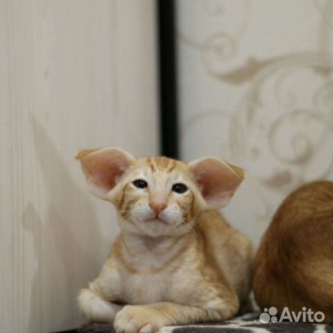 Ориентальный котик