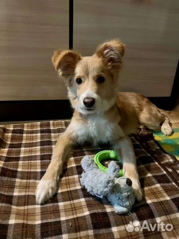 Некрупный щенок в добрые руки