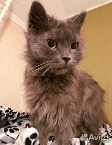 Котик ищет дом или передержку