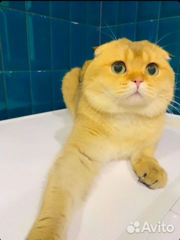 Шотландсий золотой котик чемпион